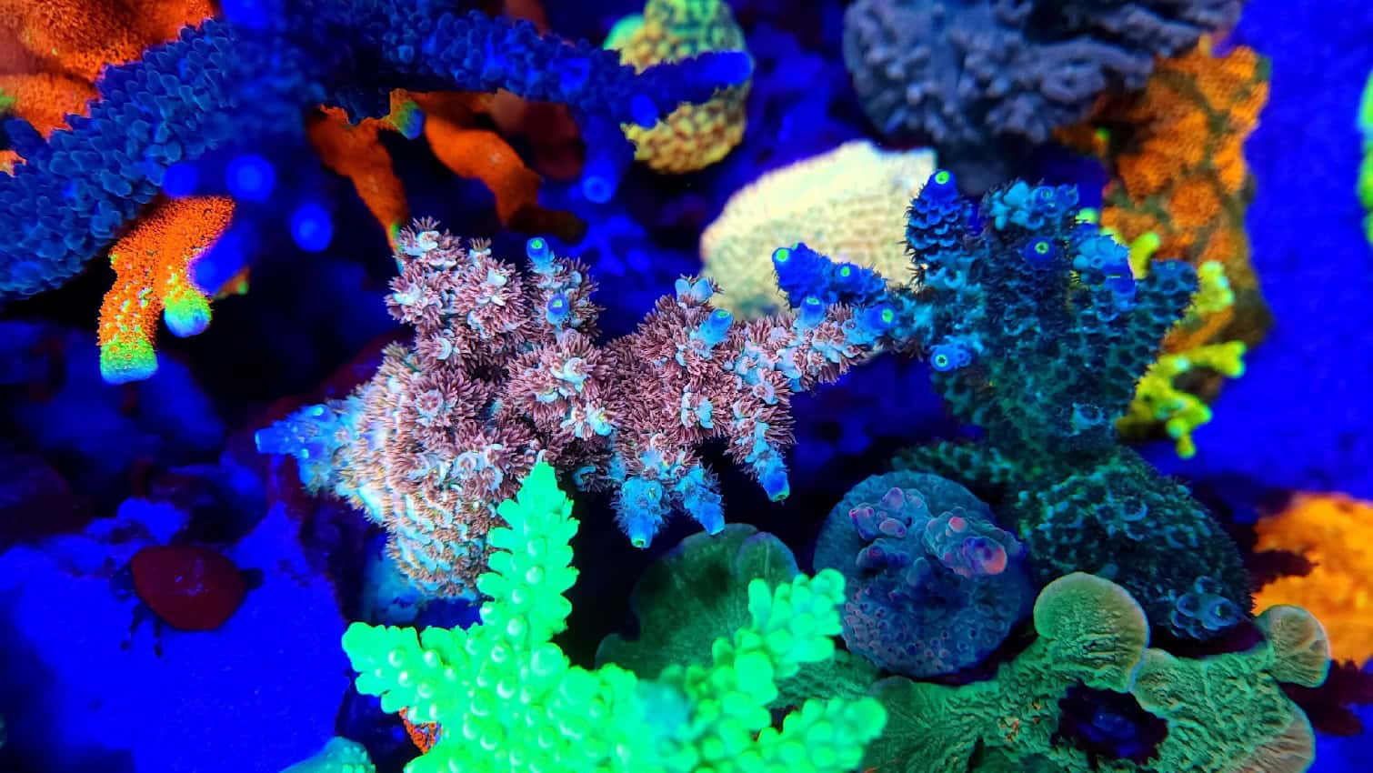 Unveiling Coral Fluorescence: The Role Of The "Wide-Band-Blue" Spectrum ...